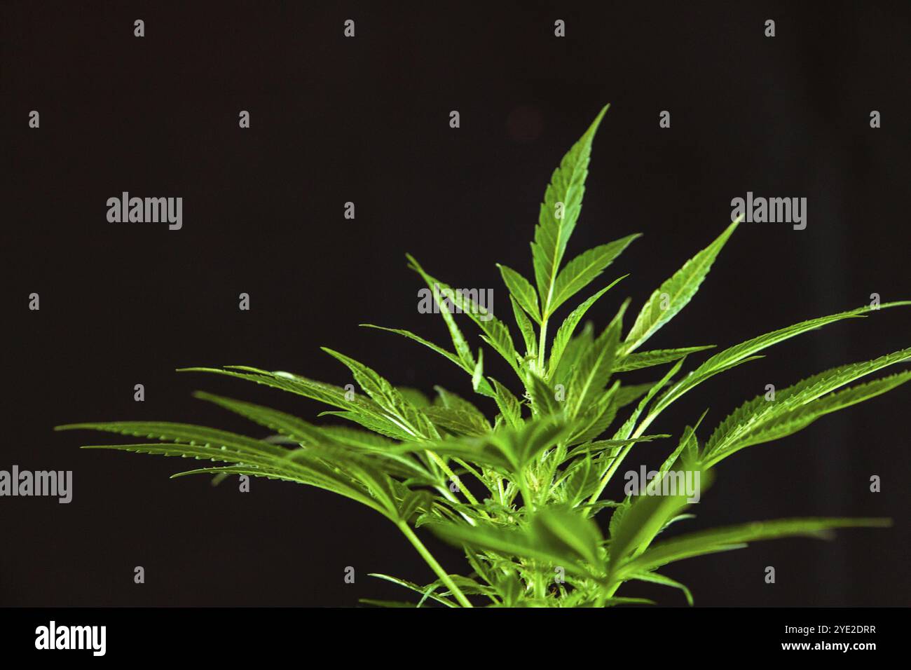 Selective focus closeup of the top of a cannabis plant, fan leaves ...