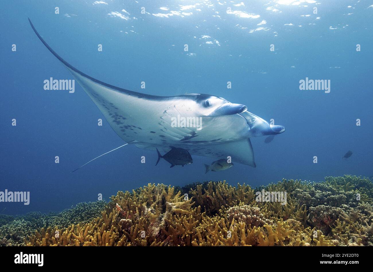 Underwater photo of reef manta (Manta alfredi) Manta, devil ray, winged ...