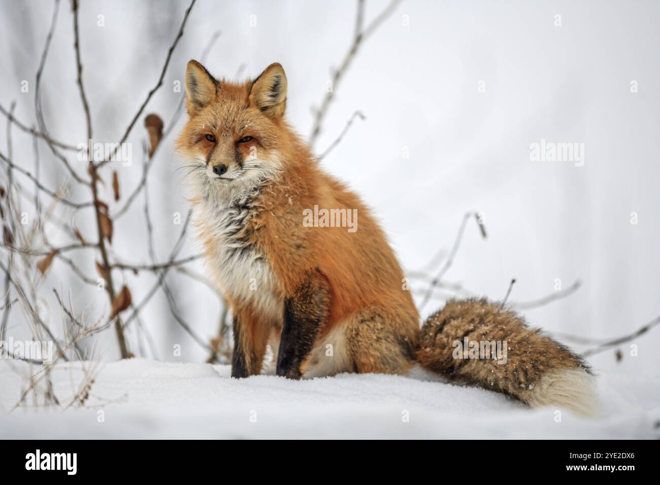 Red fox (Vulpes vulpes), fox, sitting in the snow, winter, Klondike ...