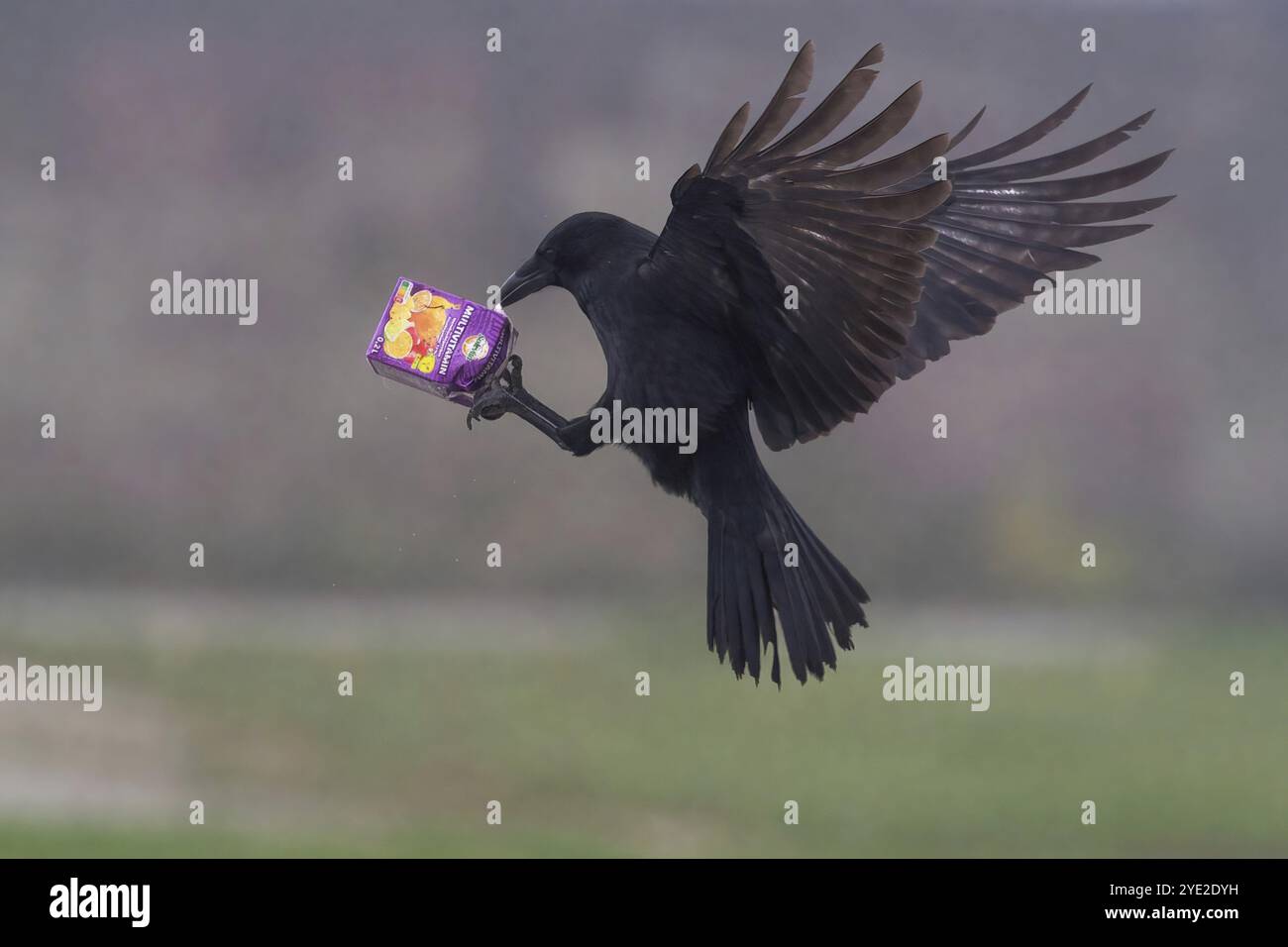 Crows claws hi-res stock photography and images - Alamy