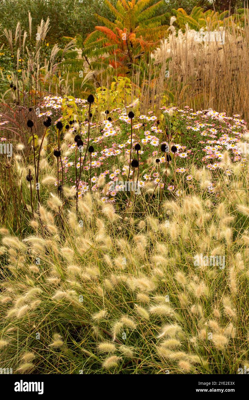 Intimate flower border image featuring Pennisetum Villosum. enjoyment ...
