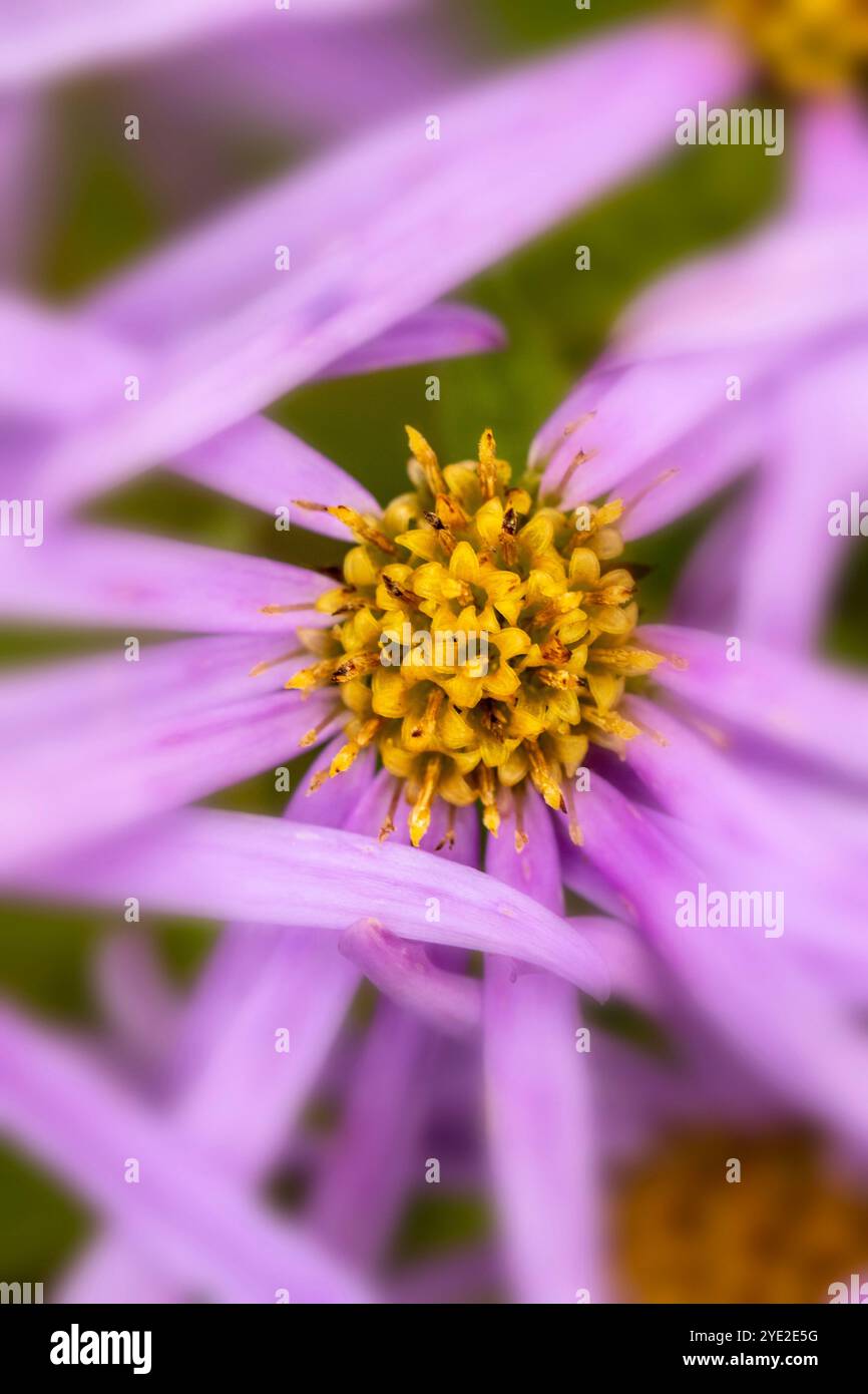 Natural close up flowering plant portrait of cute Aster Thomsonii ...