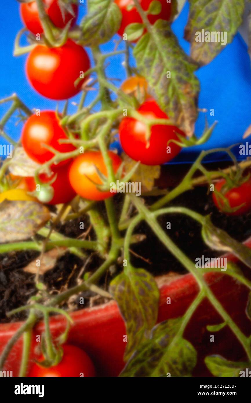 Natural close up fruit / vegetable portrait of the petite and prolific ...
