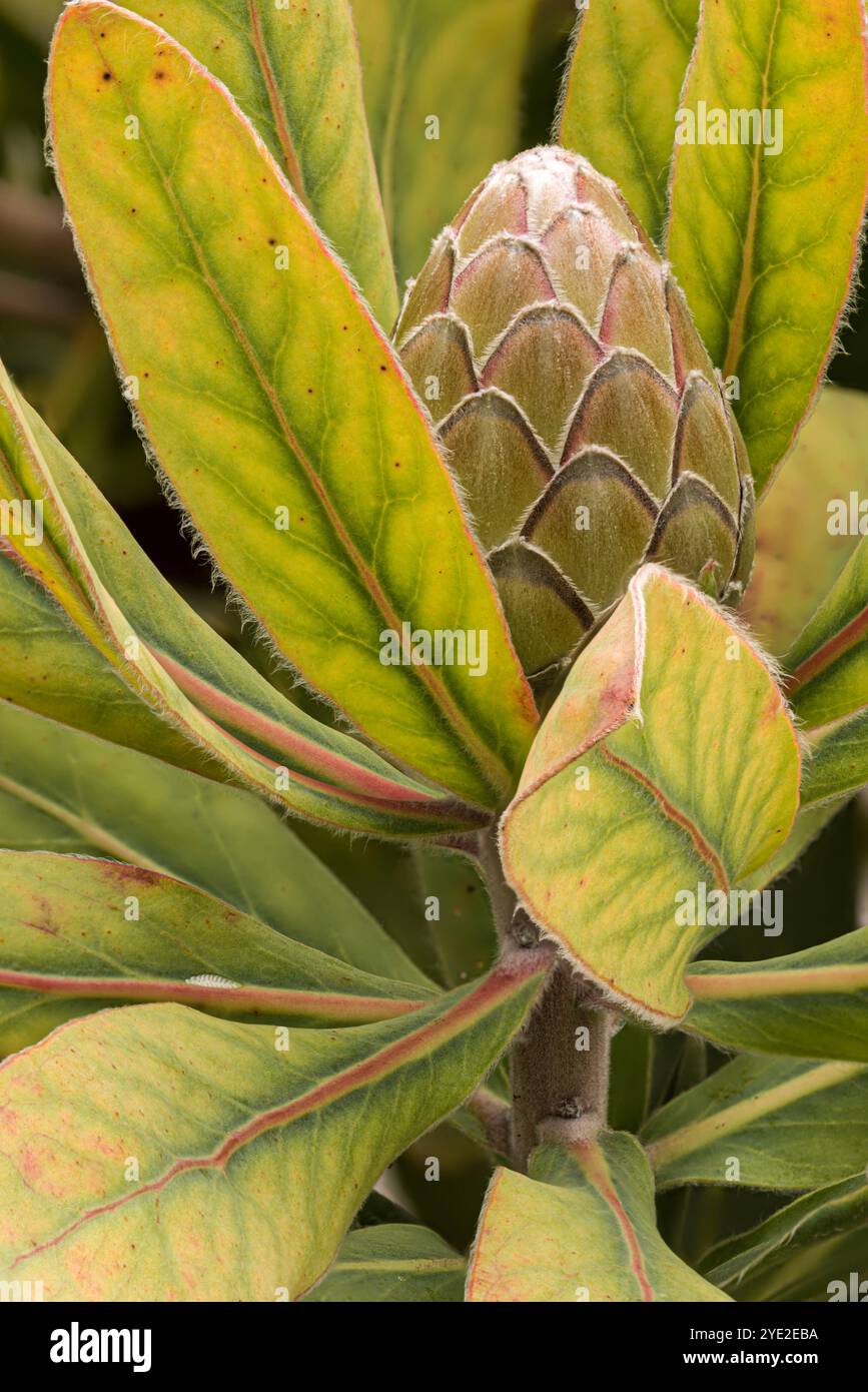 Close up natural flowering plant portrait of Protea Susara, bud sowing ...