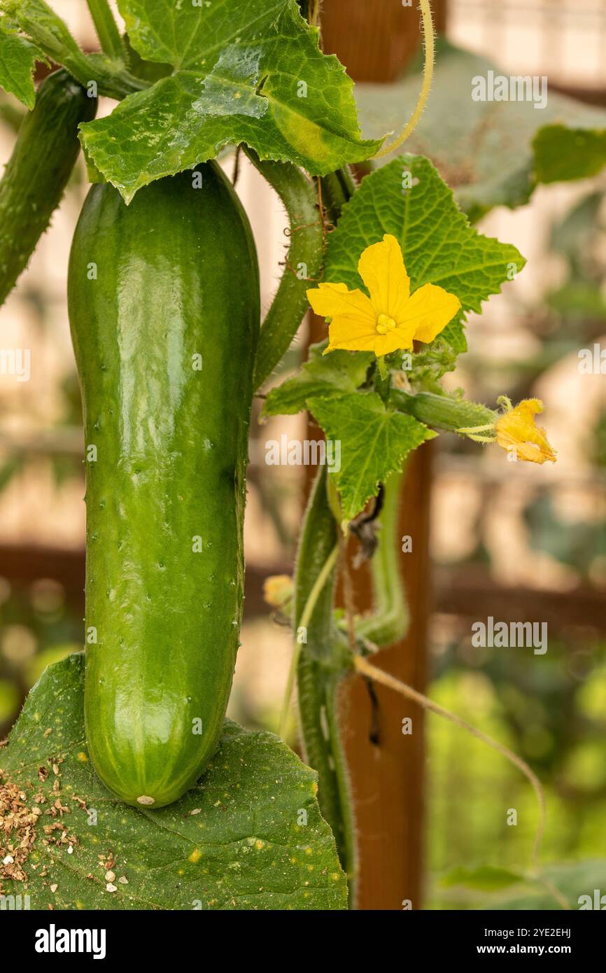 Cucumber ‘Socrates’, Cucumis sativus ‘Socrates’ fruit foliage and ...