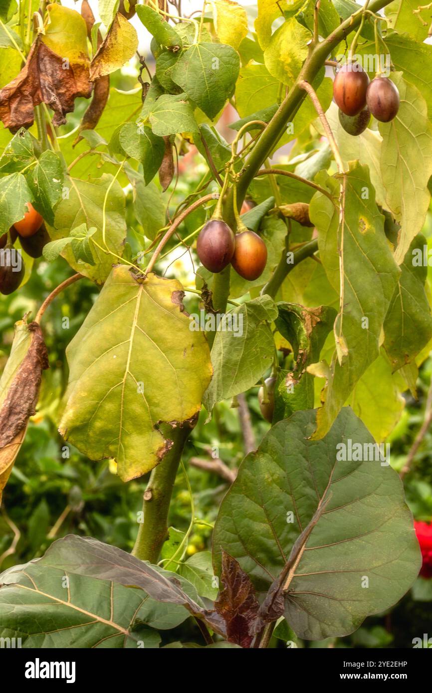 Unusual Tree Tomato Tamarillo Solanum betaceum). Natural close up food ...