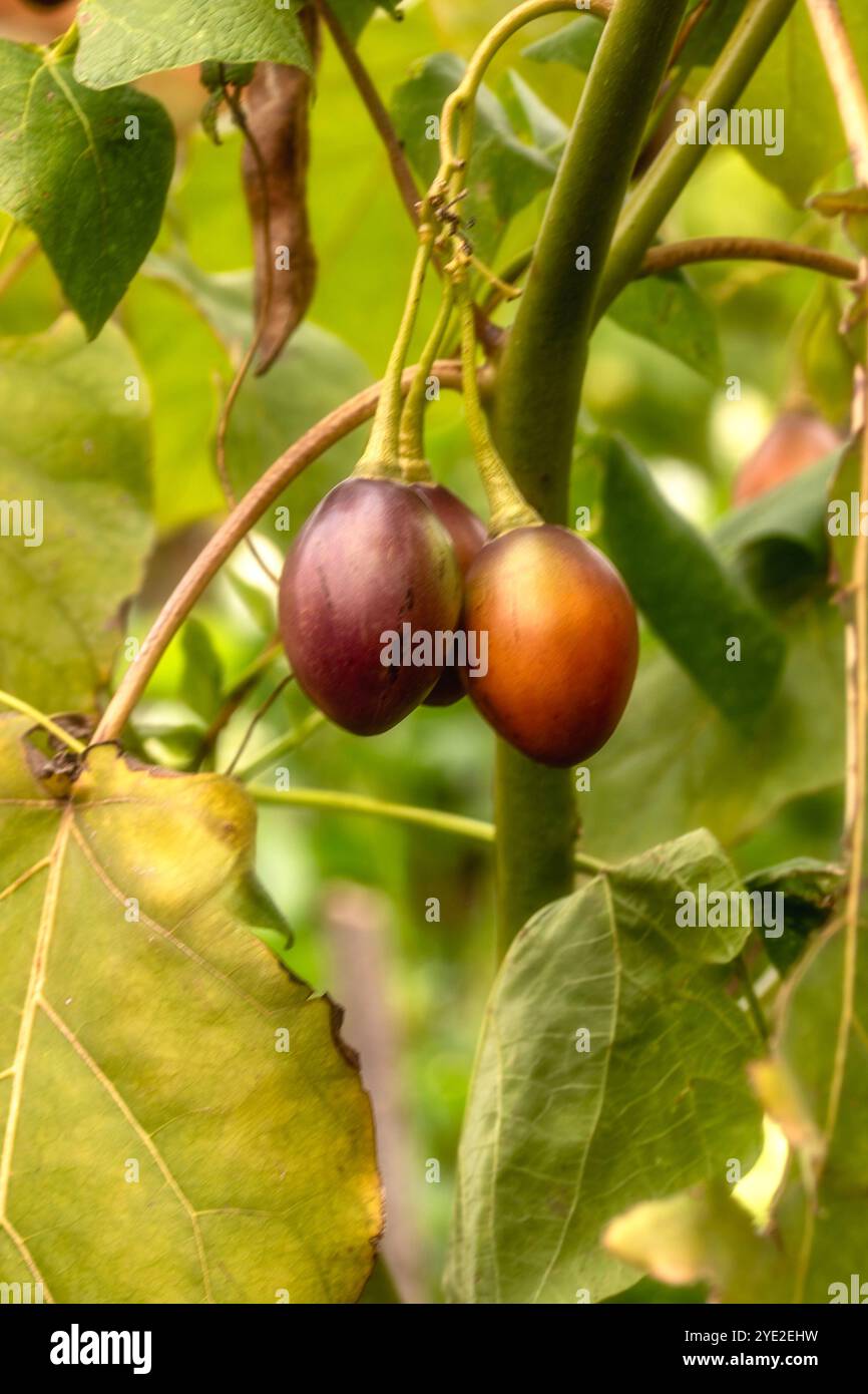 Unusual Tree Tomato Tamarillo Solanum betaceum). Natural close up food ...