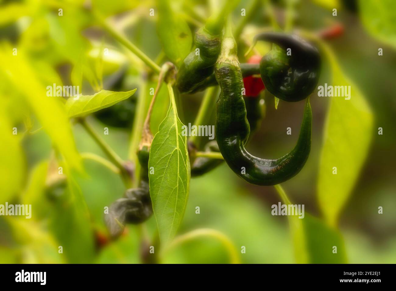 Interesting close up food plant portrait of Chilli 'Joe's Long ...