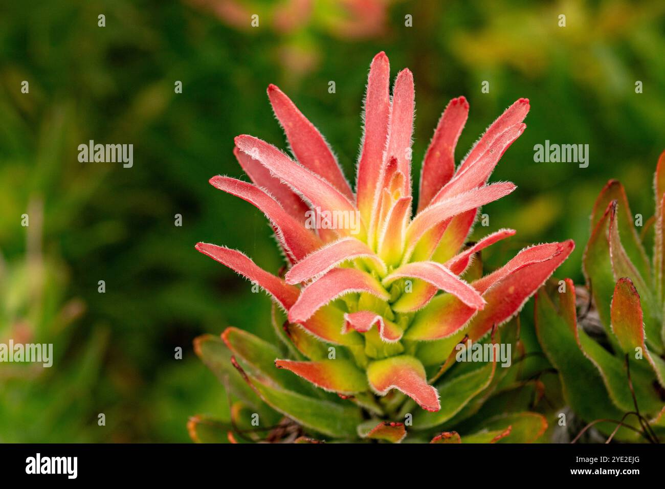Natural close up flowering plant portrait of the gorgeous and stately ...