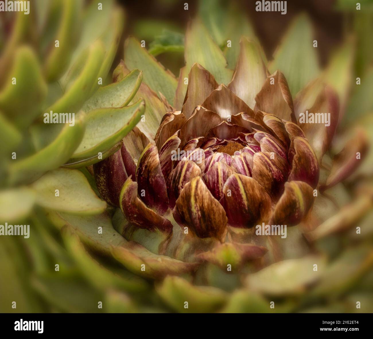Natural vegetable close up plant portrait of textured Globe Artichoke ...
