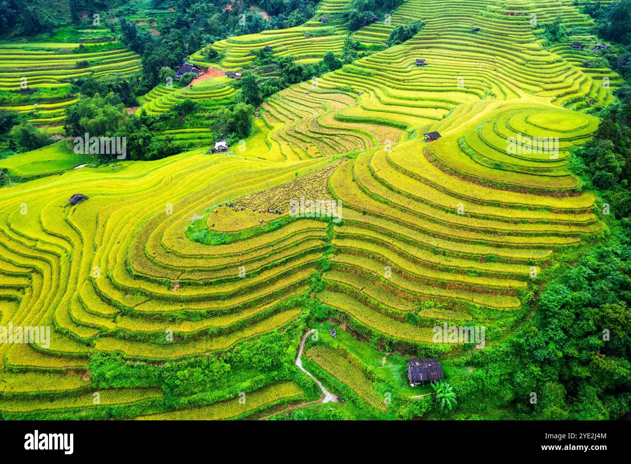 Aerial view of beautiful lush rice field terrace with farmer farming ...