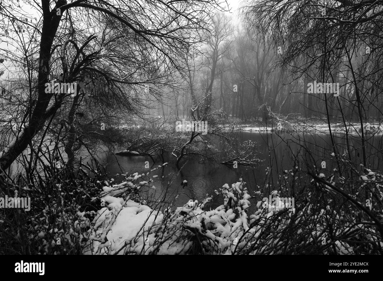 Surrealistic woodland, Atmospheric Black Metal forest, dark spooky ...