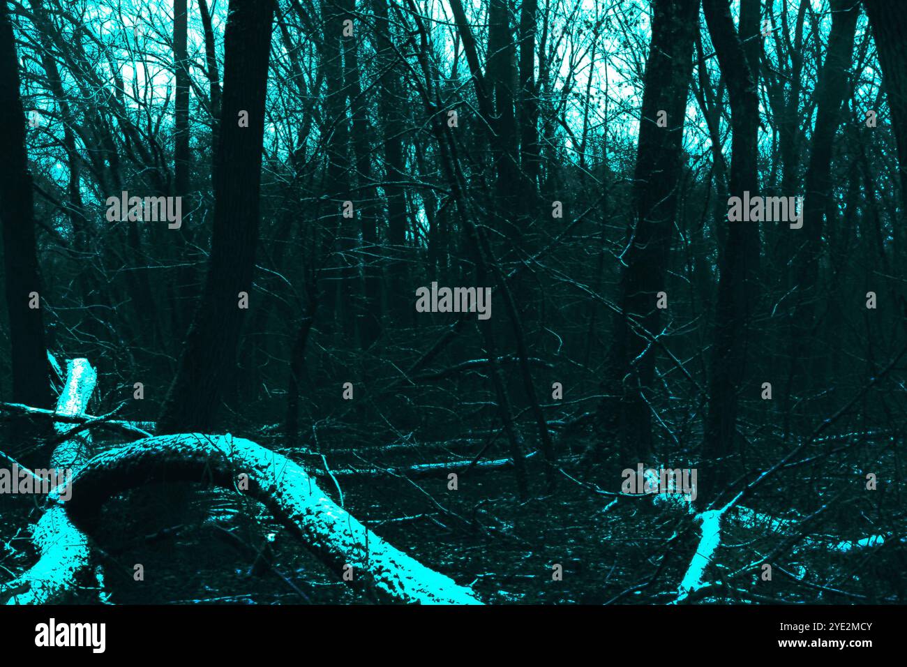 Surrealistic woodland, Atmospheric Black Metal forest, dark spooky ...