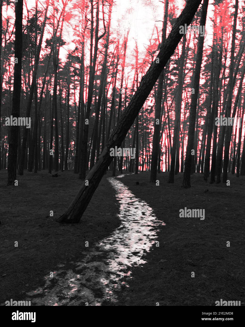 Iced road in the dark woodland, Atmospheric Black Metal forest, spooky ...