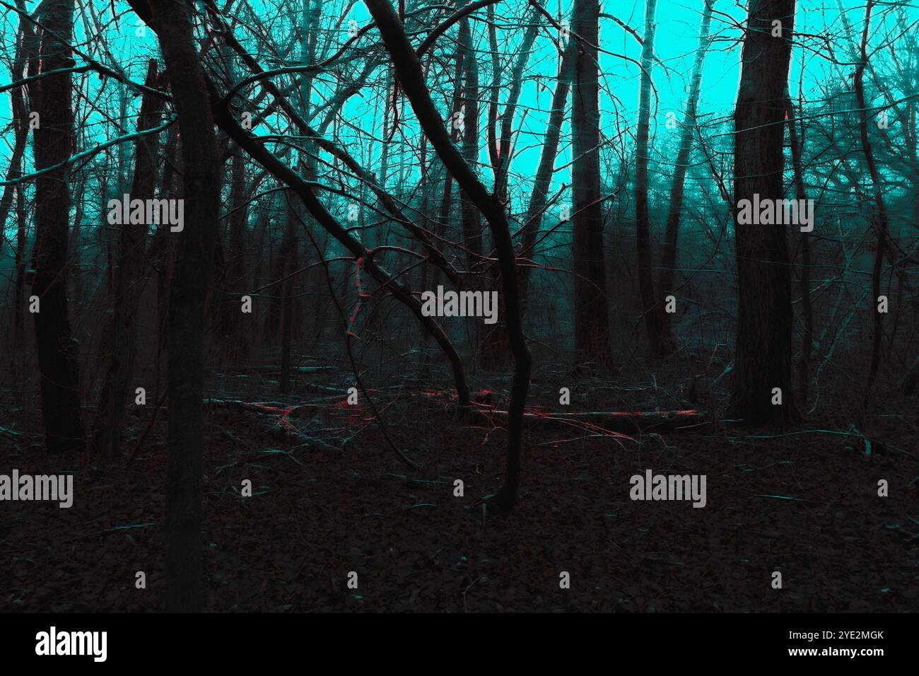 Fantastic foggy forest, Atmospheric Black Metal forest, foggy dark ...