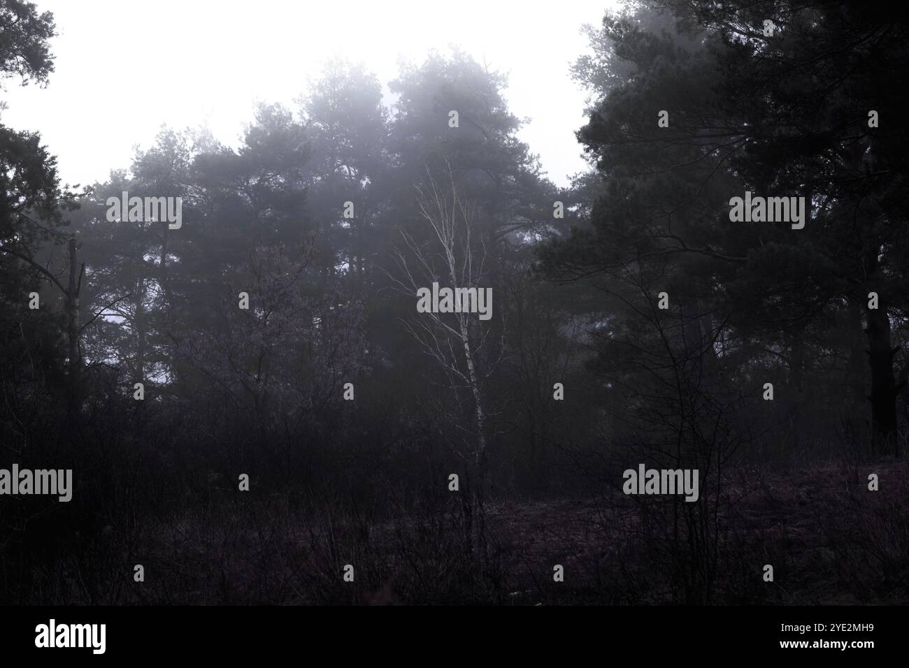 Fantastic foggy forest, Atmospheric Black Metal forest, foggy dark ...