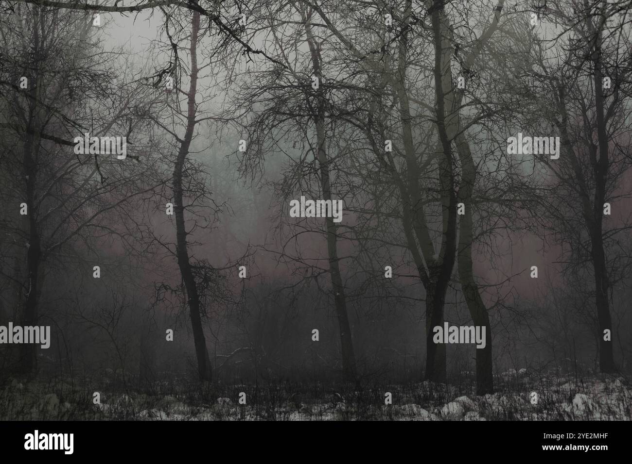 Fantastic foggy forest, Atmospheric Black Metal forest, foggy dark ...