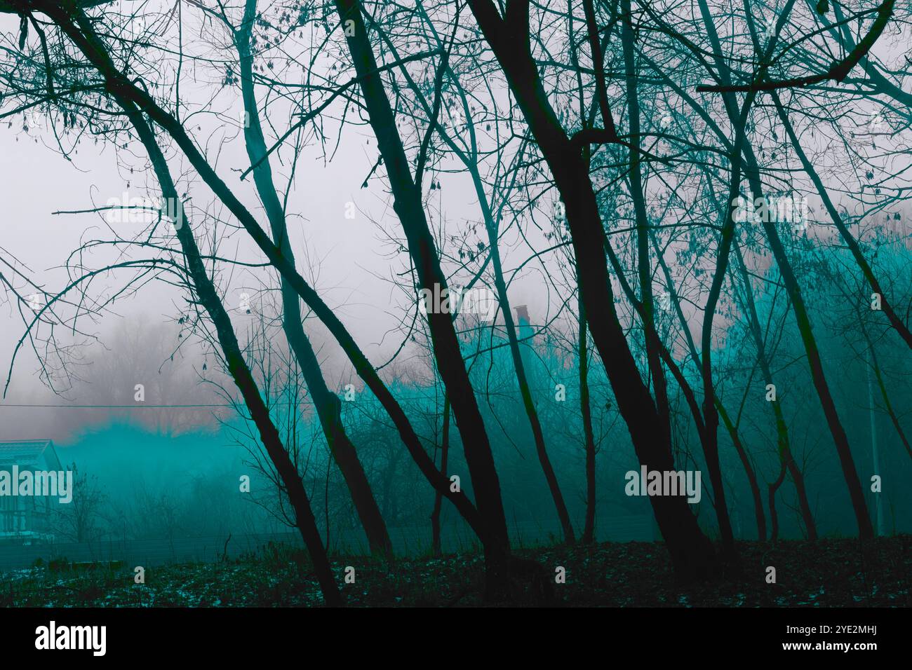 Fantastic foggy forest, Atmospheric Black Metal forest, foggy dark ...