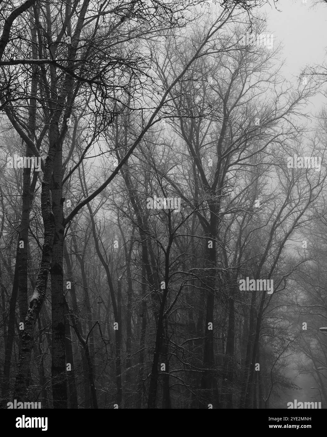 Surrealistic woodland, Atmospheric Black Metal forest, dark spooky ...