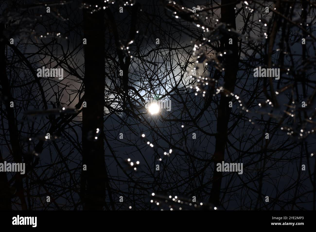 Surrealistic woodland, Atmospheric Black Metal forest, dark spooky ...