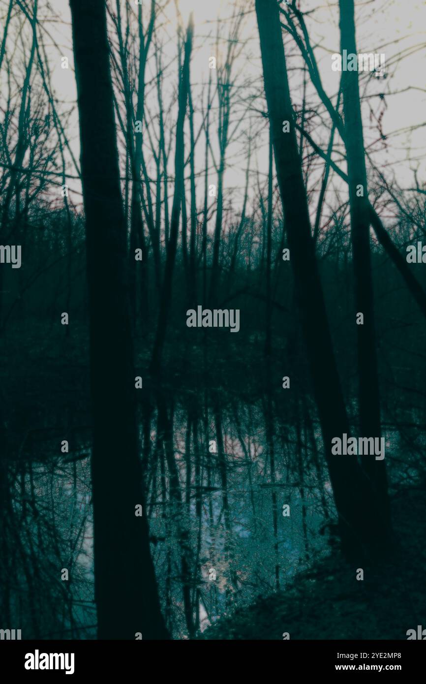 Fantastic foggy forest, Atmospheric Black Metal forest, foggy dark ...