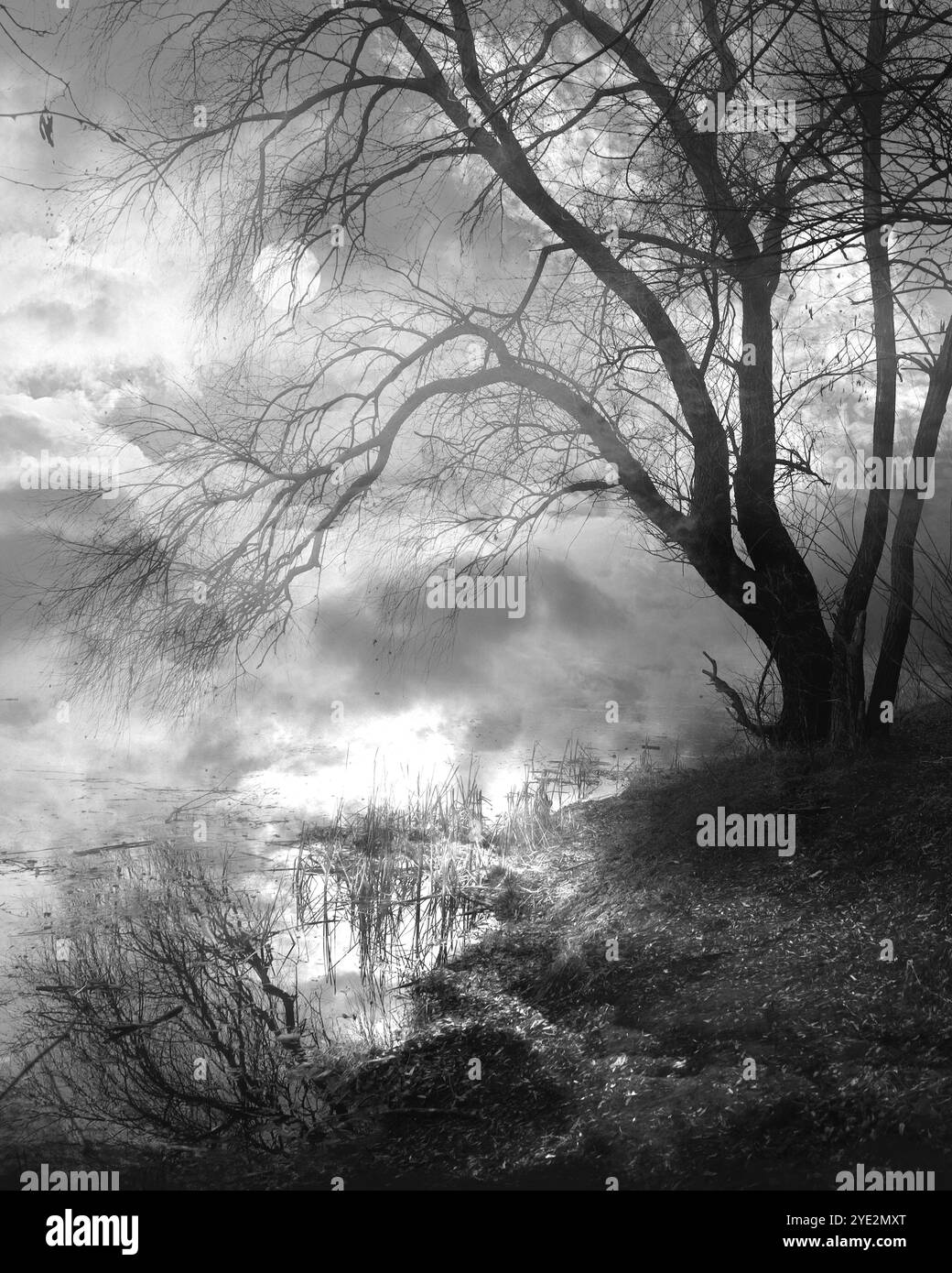 Atmospheric Black Metal forest, dark foggy spooky forest, horror ...