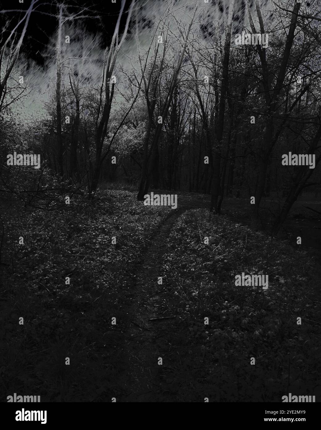 Surrealistic night in the woodland, Atmospheric Black Metal forest ...