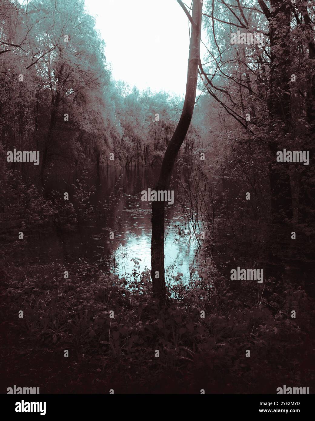 Surrealistic woodland, Atmospheric Black Metal forest, dark spooky ...