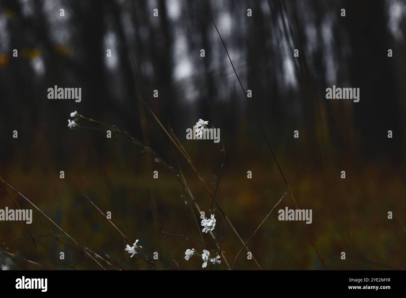 Surrealistic woodland, Atmospheric Black Metal forest, dark spooky ...