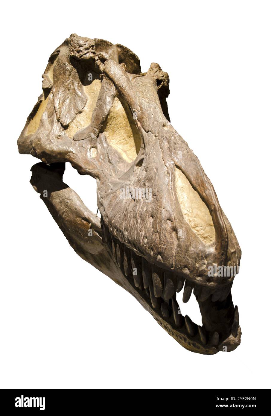 Tyrannosaurus rex head hi-res stock photography and images - Alamy