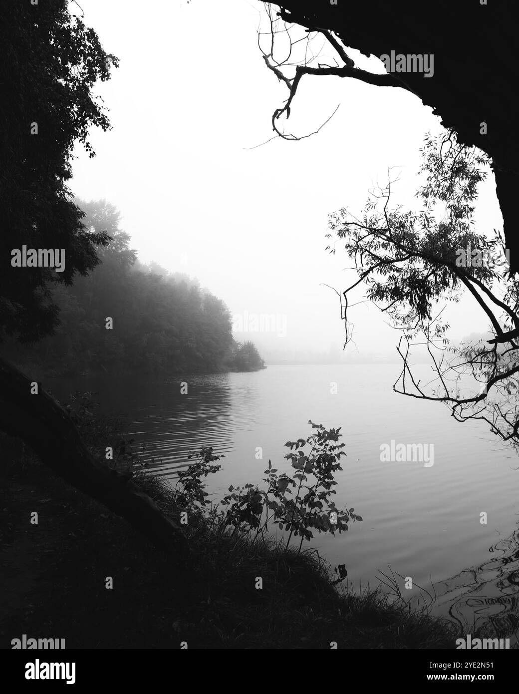 Surrealistic woodland, Atmospheric Black Metal forest, dark spooky ...