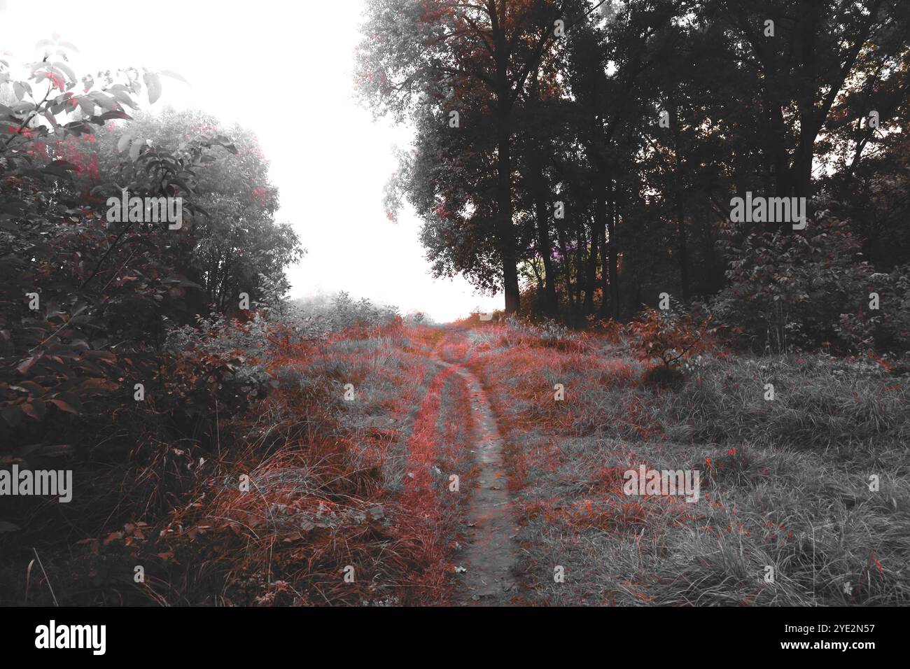 Surrealistic woodland, Atmospheric Black Metal forest, dark spooky ...