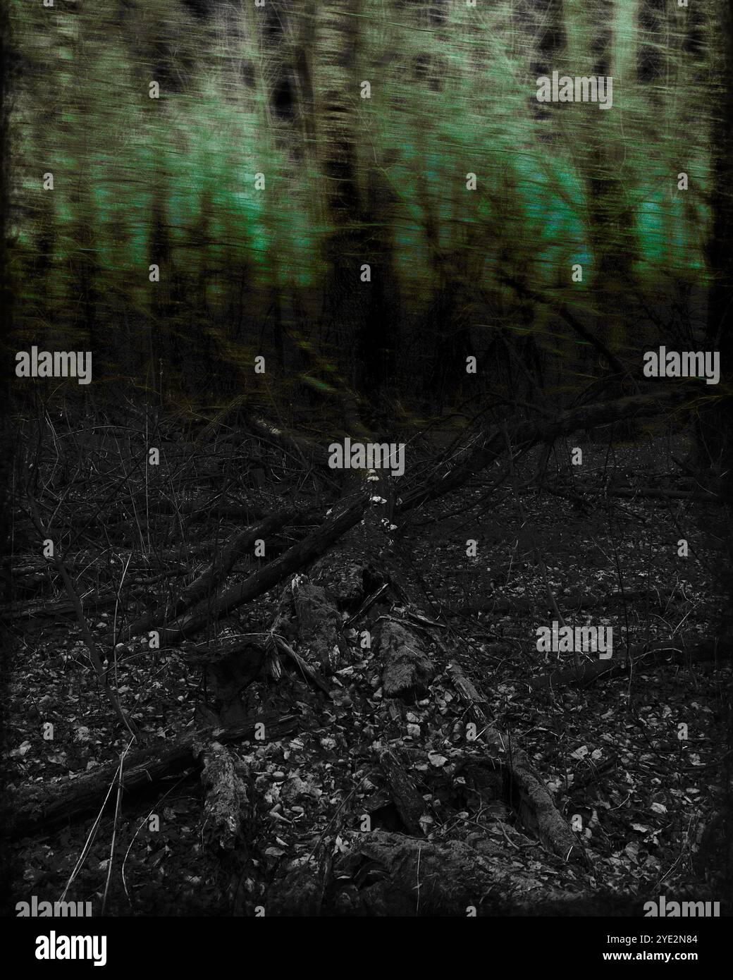 Green Surrealistic woodland, Atmospheric Black Metal forest, dark ...