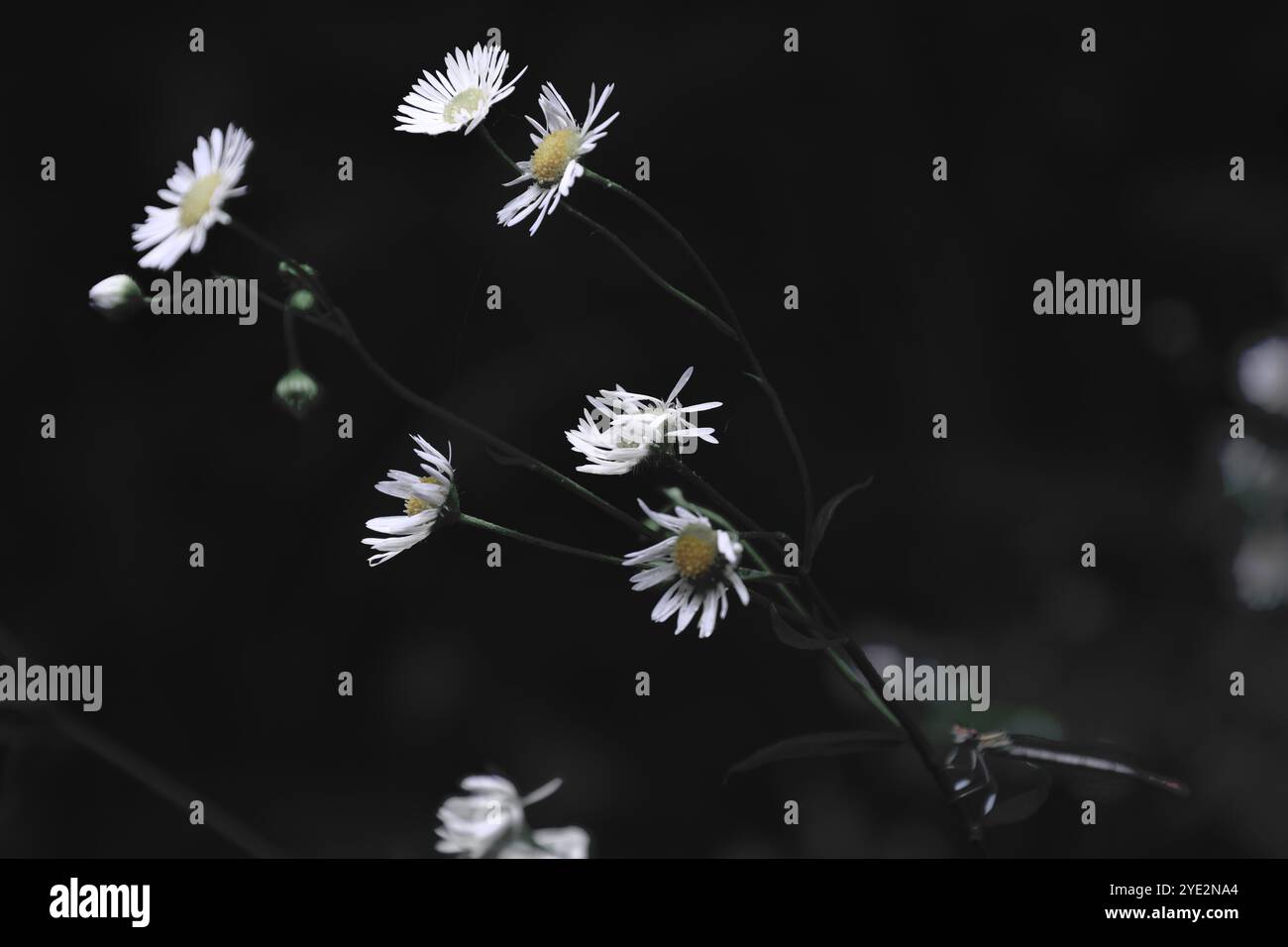 Chamomile in the darkness, Surrealistic woodland, Atmospheric Black ...