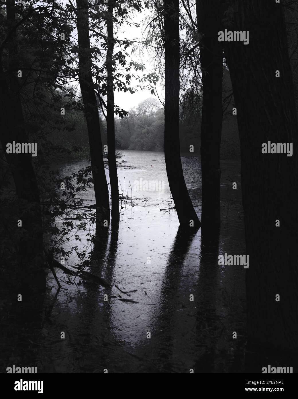 Surrealistic woodland, Atmospheric Black Metal forest, dark spooky ...