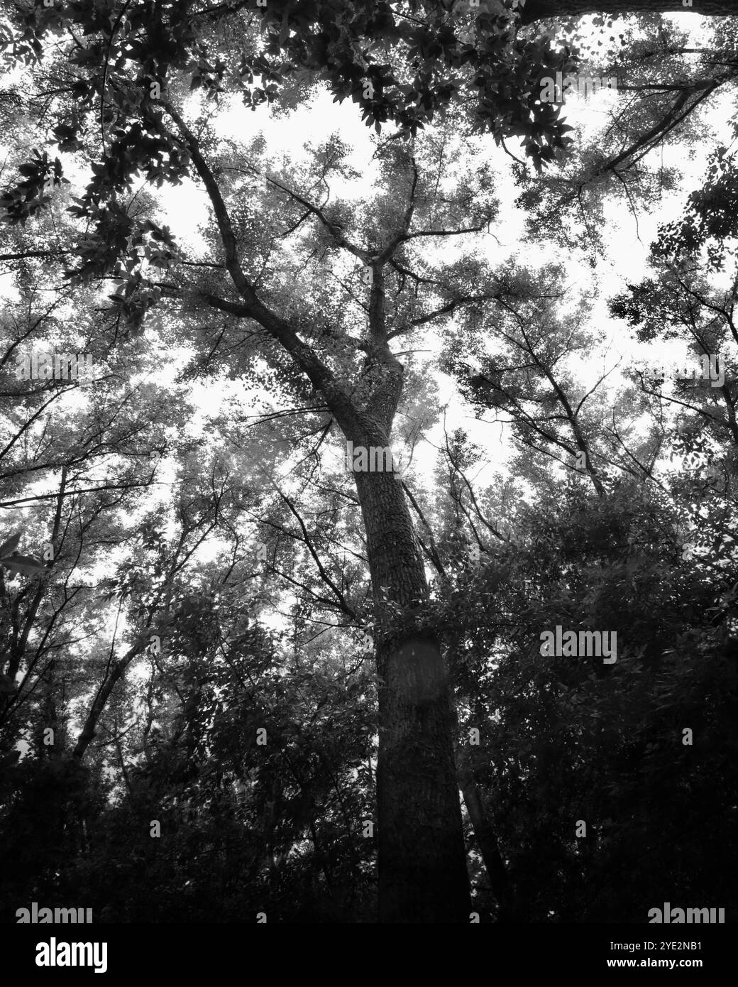 Septic tree, Atmospheric Black Metal forest, dark spooky forest, Horror ...