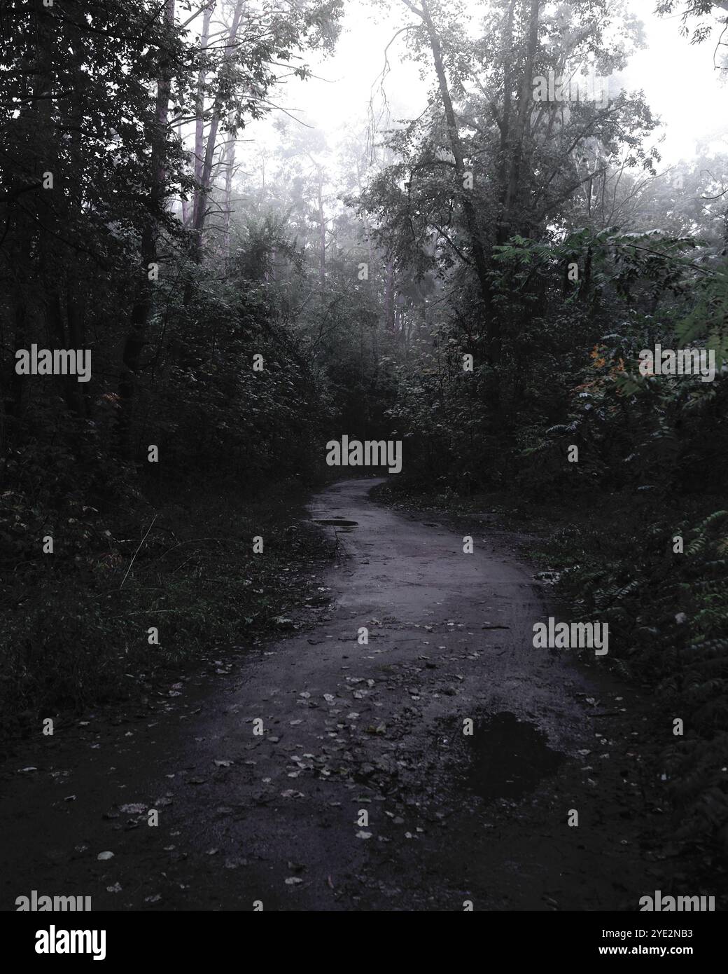 Surrealistic woodland, Atmospheric Black Metal forest, dark spooky ...