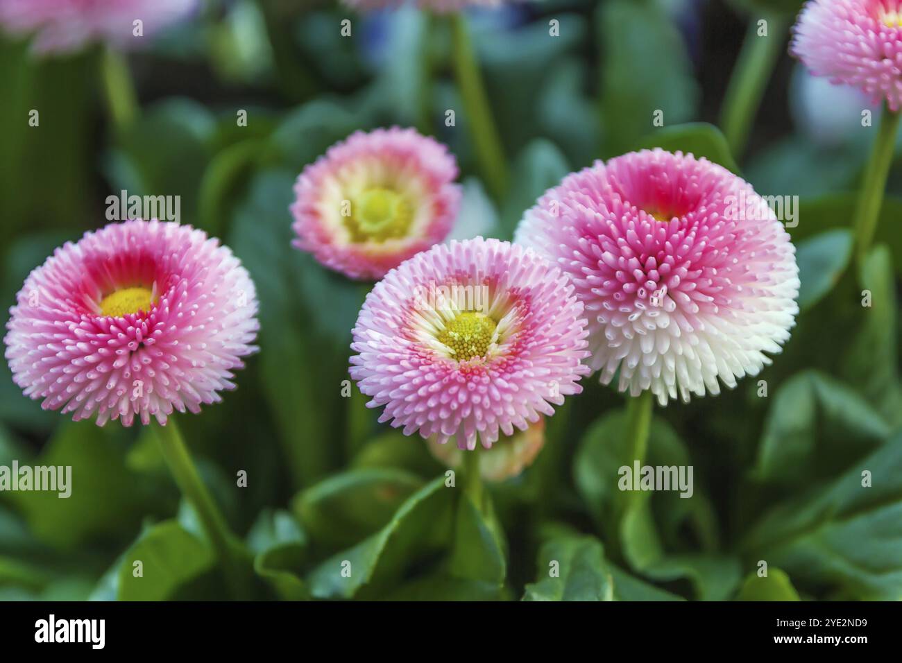Bellis perennis is a common European species of daisy, of the ...
