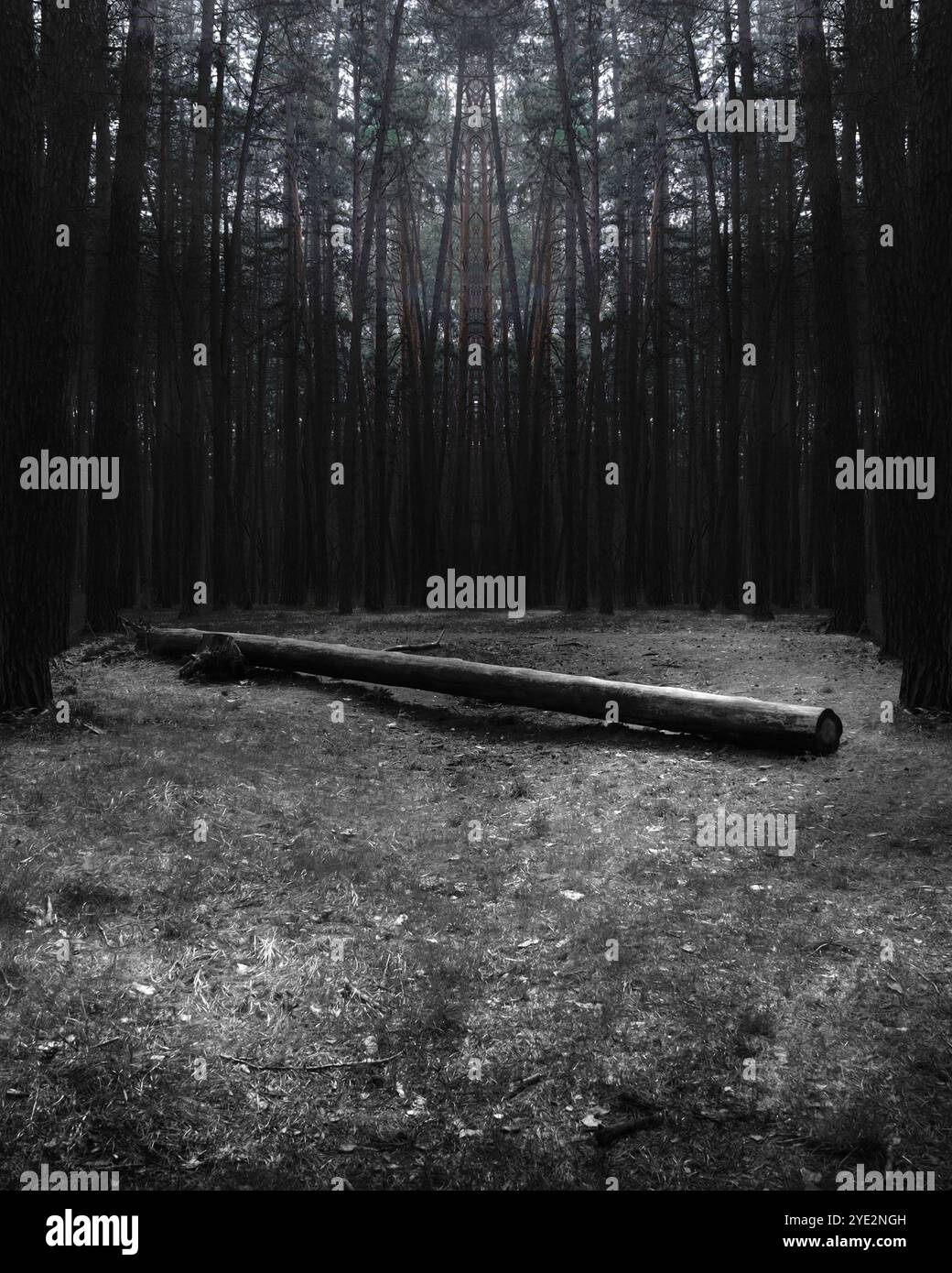 Pagan pine tree hi-res stock photography and images - Alamy