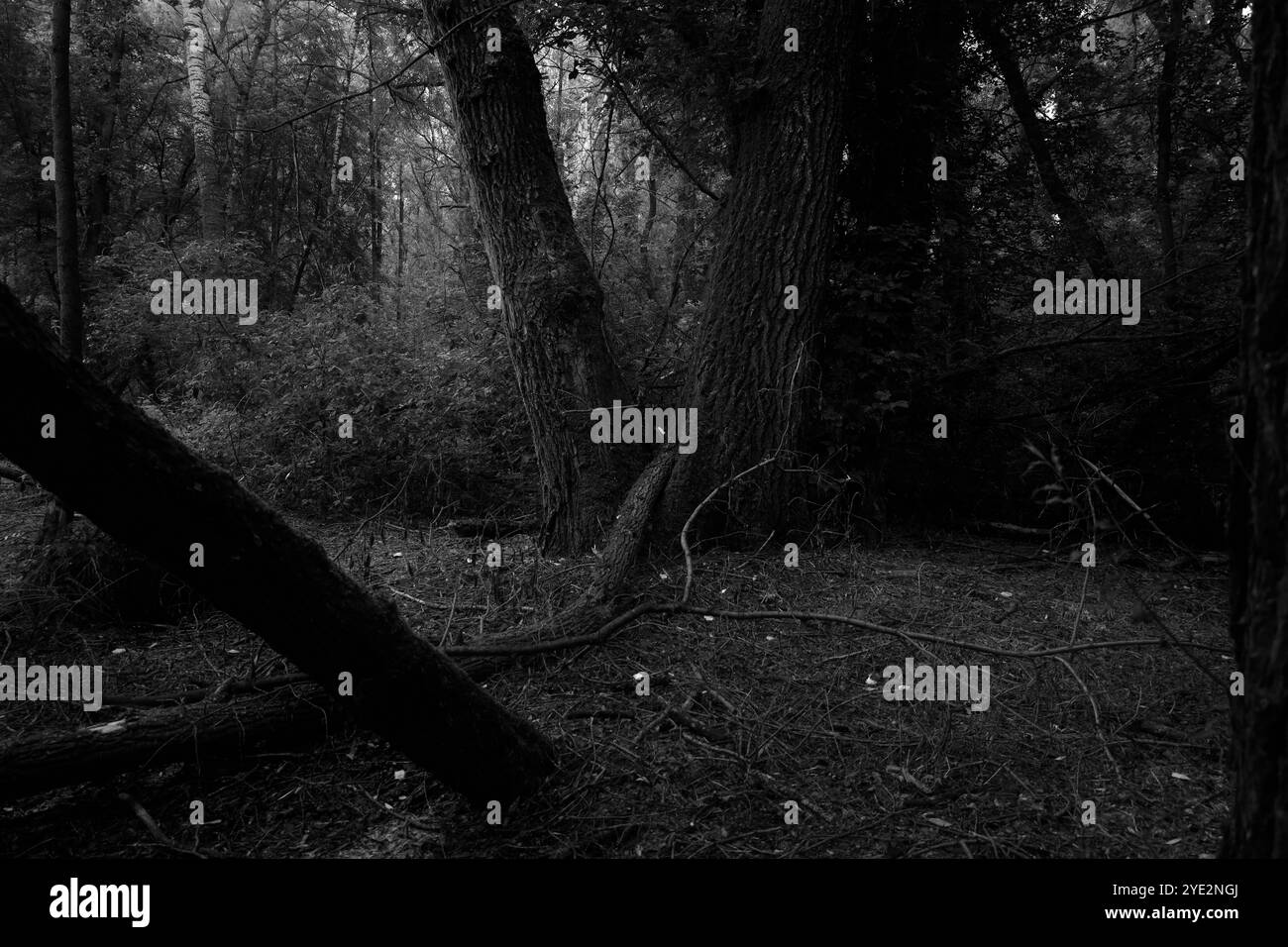Surrealistic woodland, Atmospheric Black Metal forest, dark spooky ...