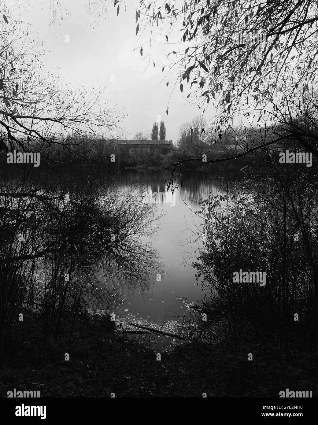 Two trees, Surrealistic woodland, Atmospheric Black Metal forest, dark ...