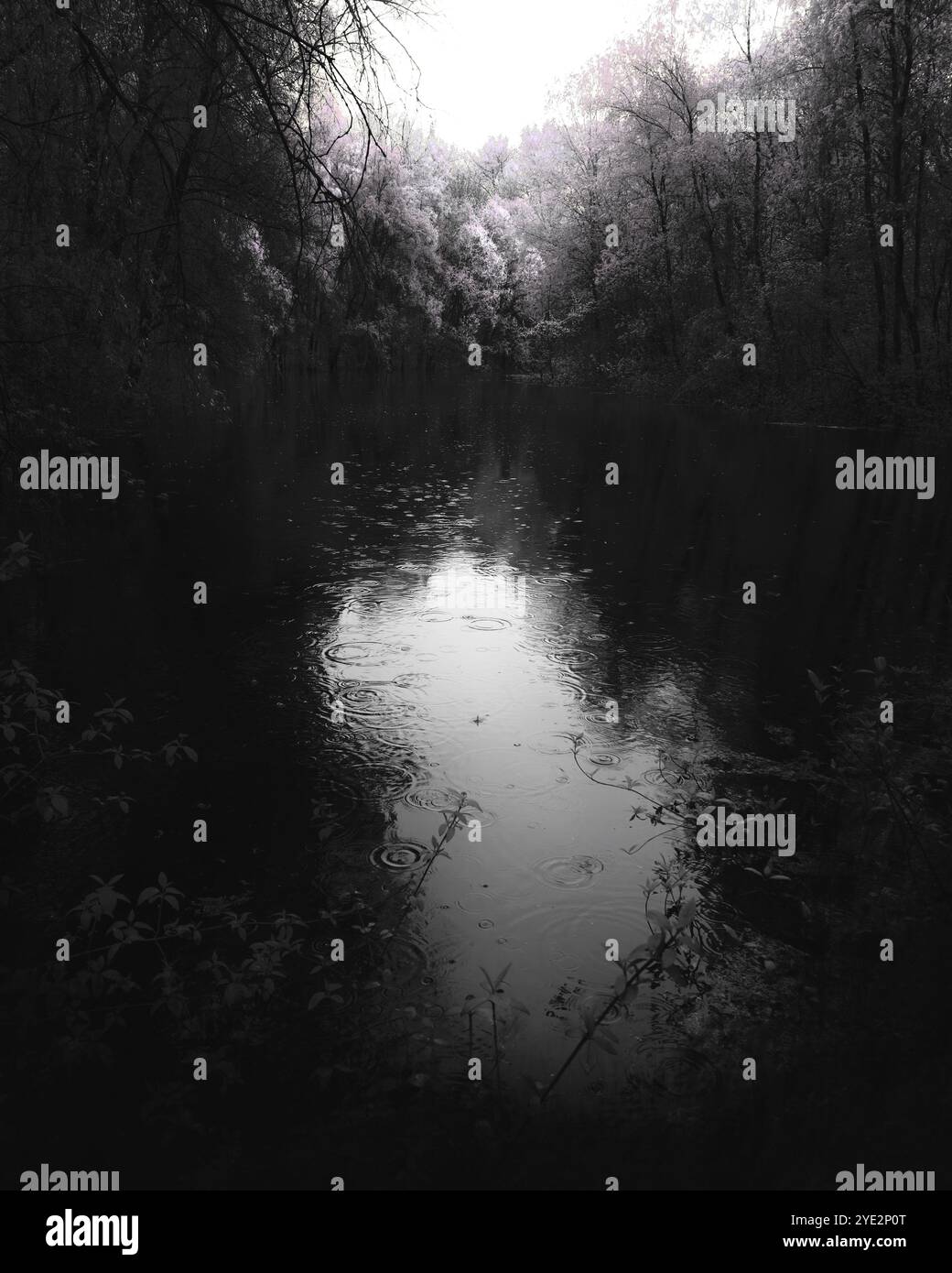 Surrealistic woodland, Atmospheric Black Metal forest, dark spooky ...