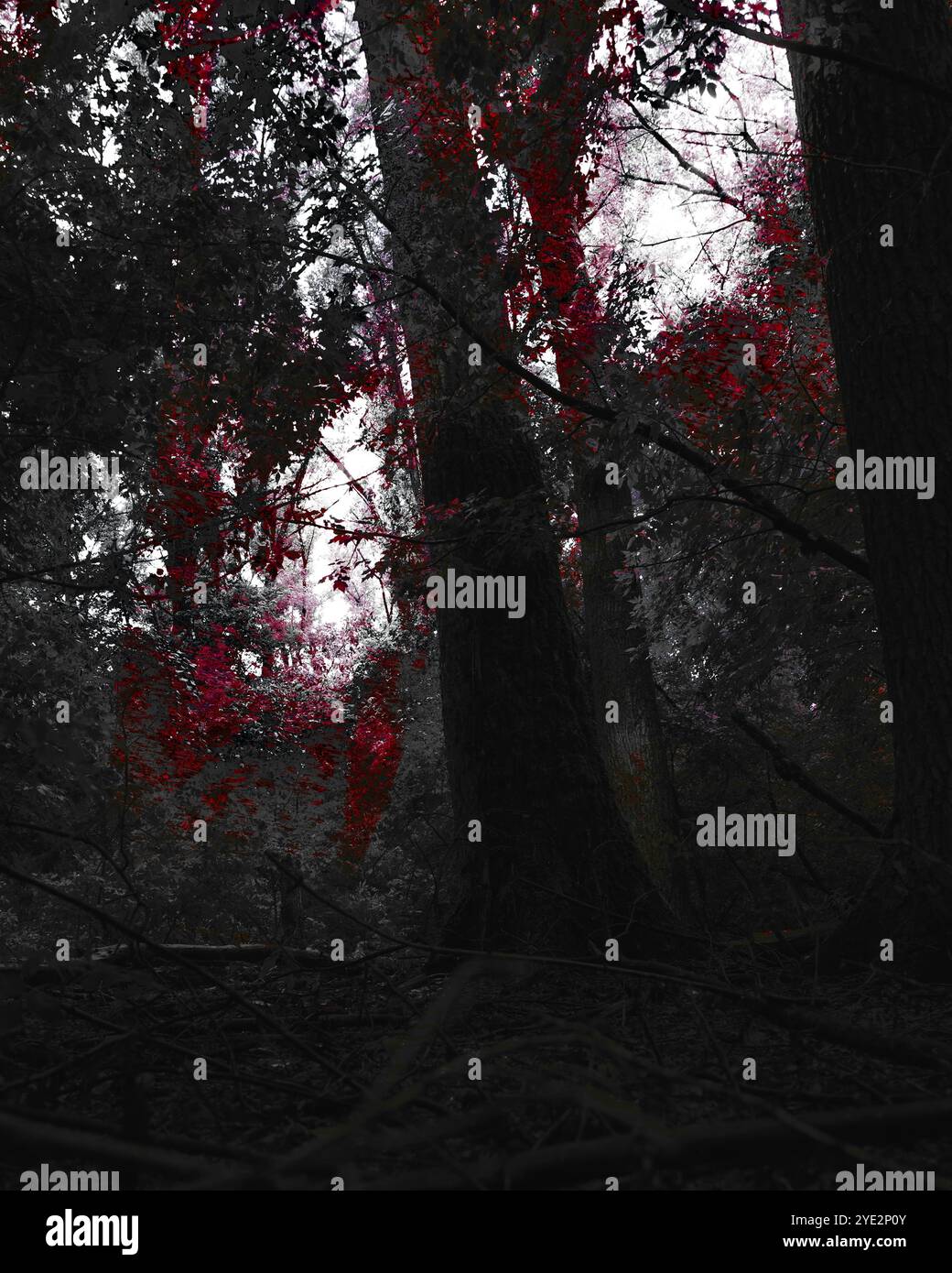 Surrealistic woodland, Atmospheric Black Metal forest, dark spooky ...