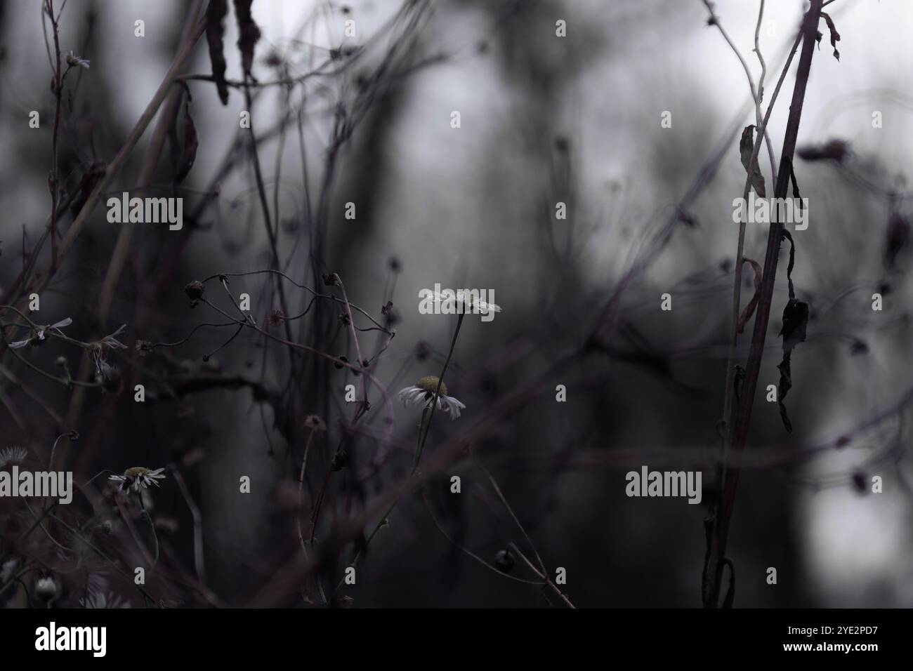 Lonely chamomile in the fog, Surrealistic woodland, Atmospheric Black ...