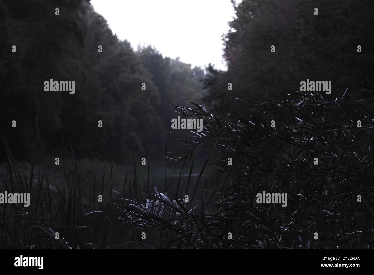 Fantastic foggy forest, Atmospheric Black Metal forest, foggy dark ...