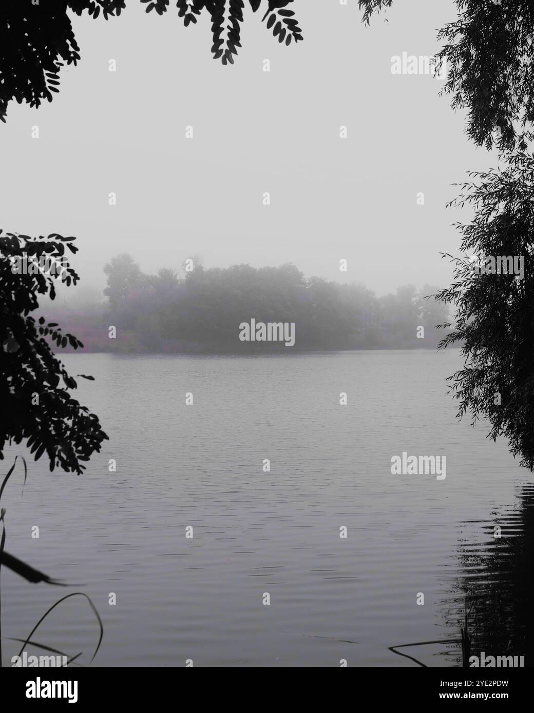 Surrealistic foggy woodland, Atmospheric Black Metal forest, dark ...