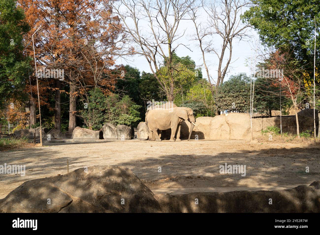 Cute elephant living in a zoo in Japan with tree, jungle surrounding ...