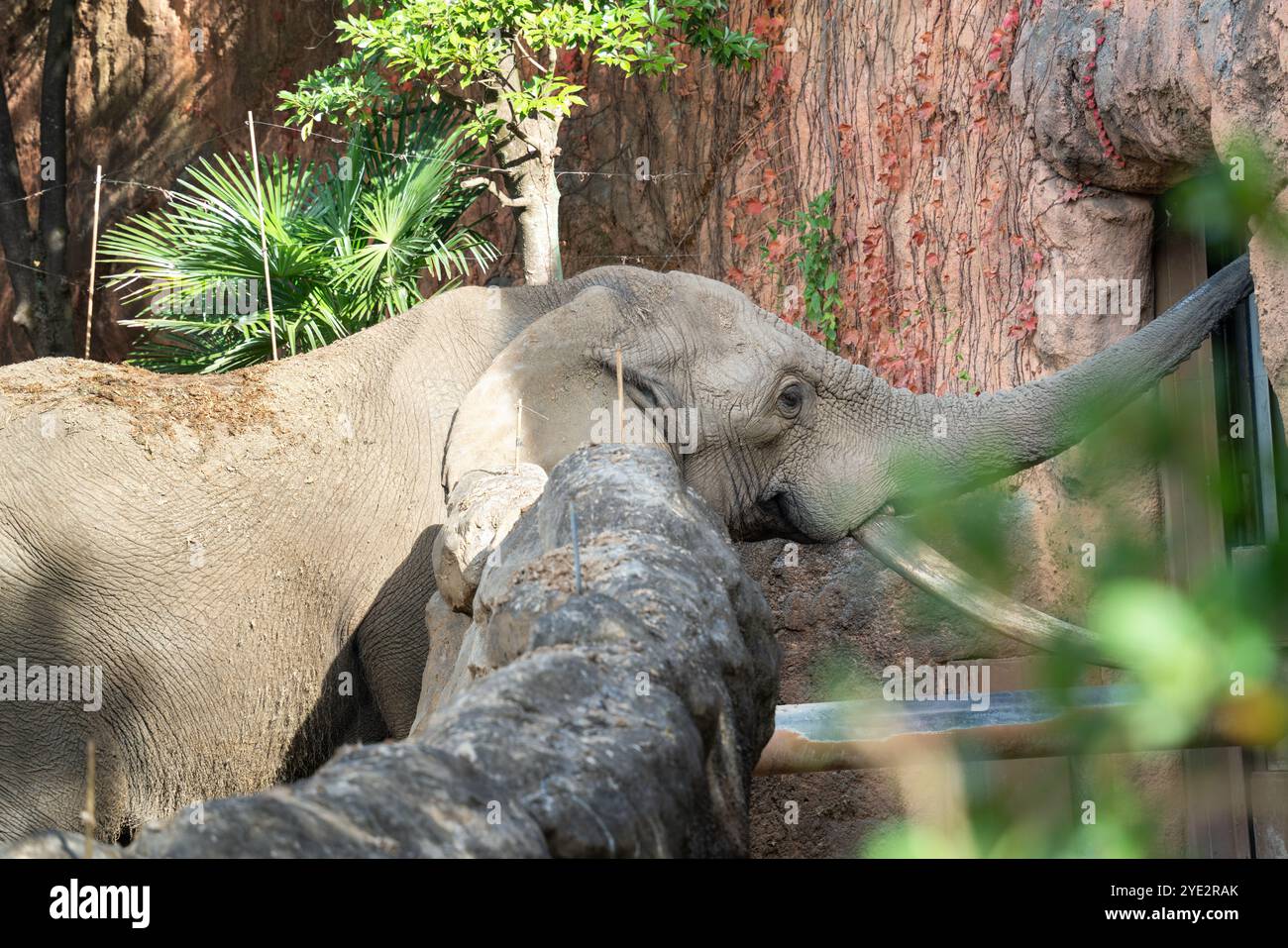 Cute elephant living in a zoo in Japan with tree, jungle surrounding ...