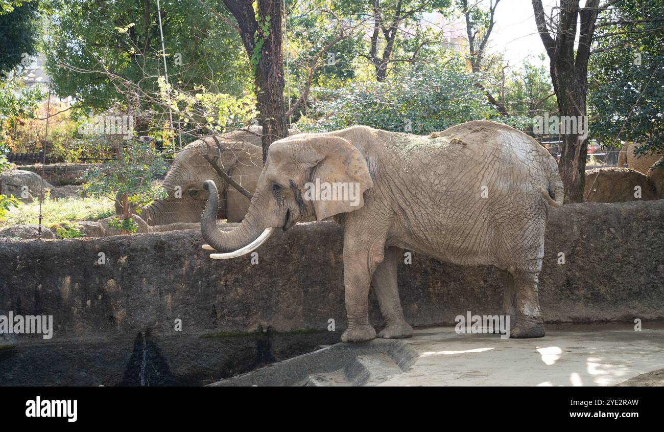 Cute elephant living in a zoo in Japan with tree, jungle surrounding ...