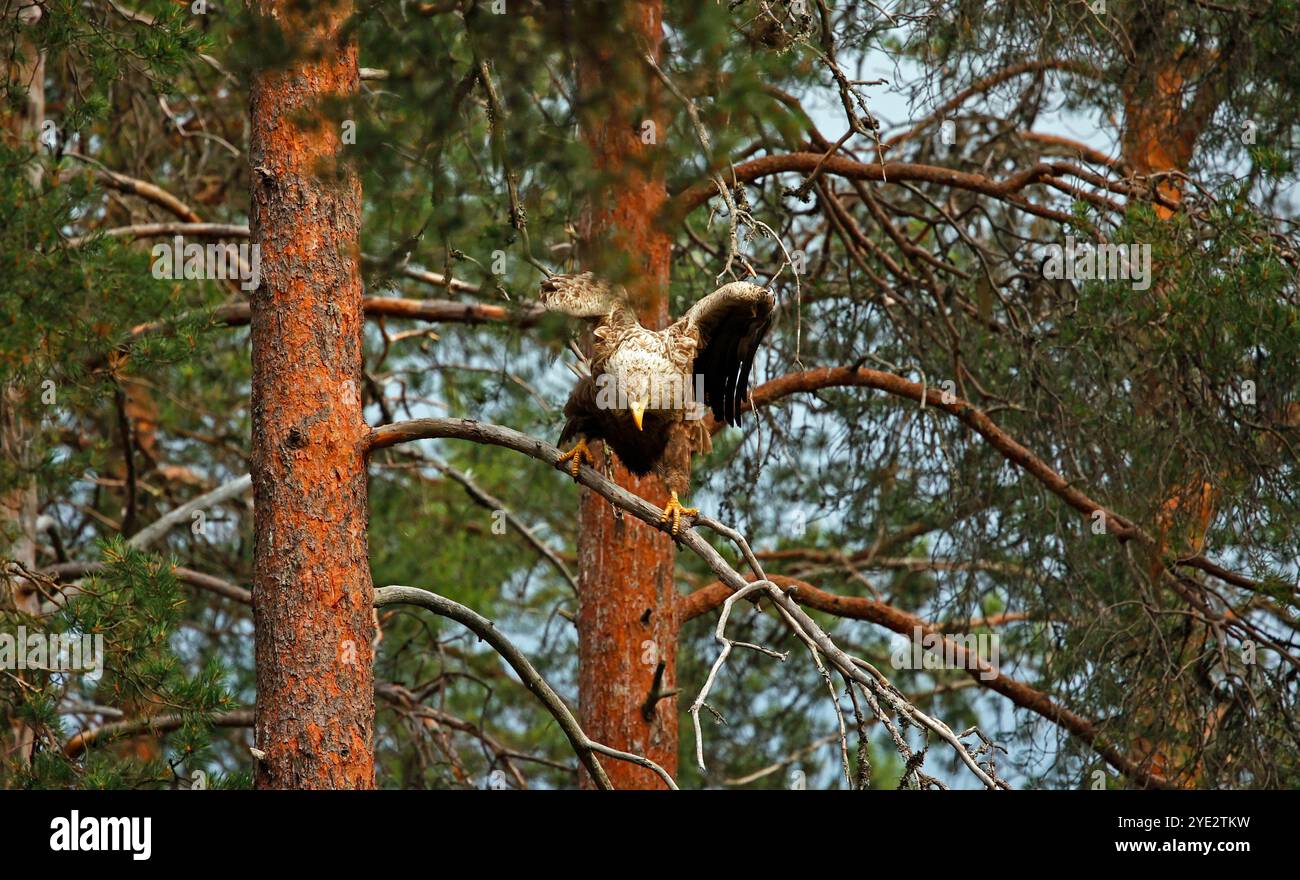 Eagles hunt hi-res stock photography and images - Alamy